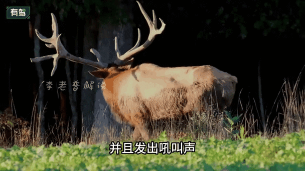 天山马鹿-1截图