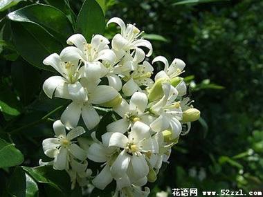 橘子花的寓意图标