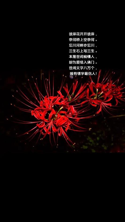 彼岸花 三生石 奈何桥图标