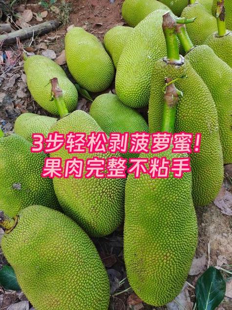菠萝蜜切法视频教程图标