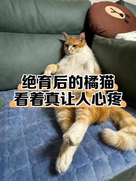猫咪失去精神的原因图标