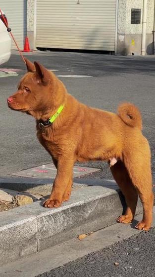 唐犬标准图片图标