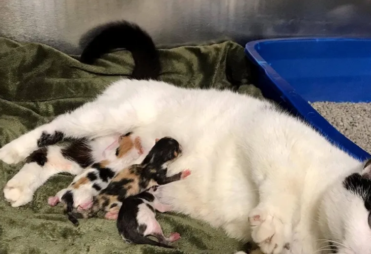 猫咪难产怎么帮着助产截图