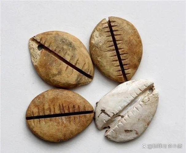 齿贝是什么意思图标