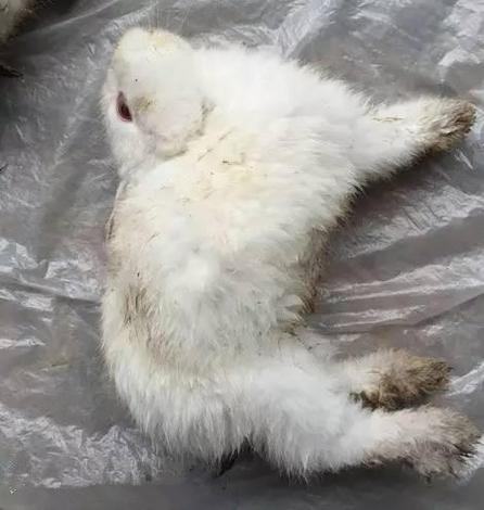 兔子突然死了截图