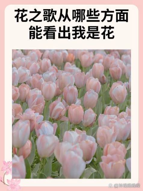 花之歌表达了什么感情图标