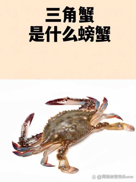 螃蟹打一最佳动物图标