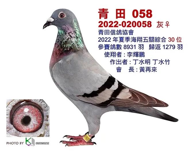 台湾赛鸽四大名家视频图标