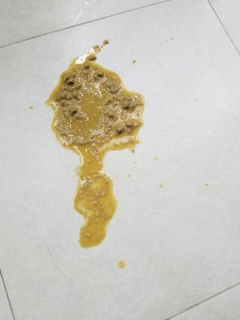 猫咪又吐又拉稀但是精神状态好图标