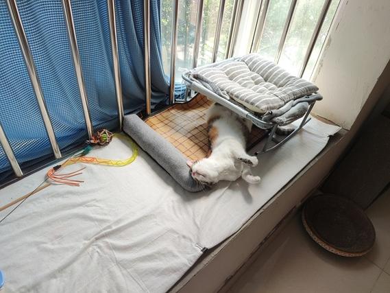 猫喜欢猫窝吗图标