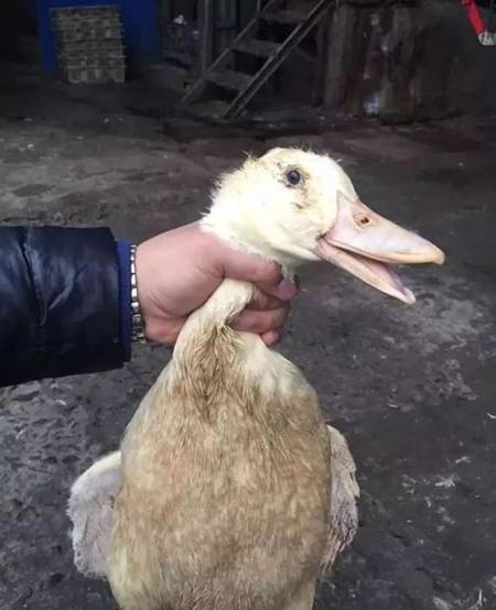 抓鸭子抓5只图标