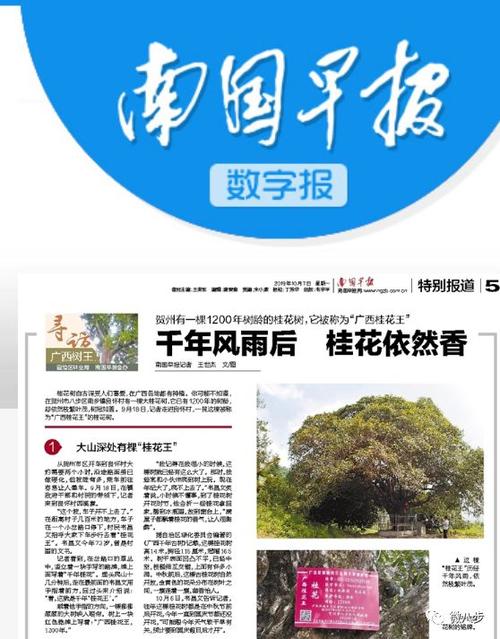 今日南国早报头版图片图标