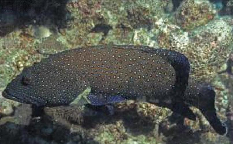 fish基因检测游戏截图