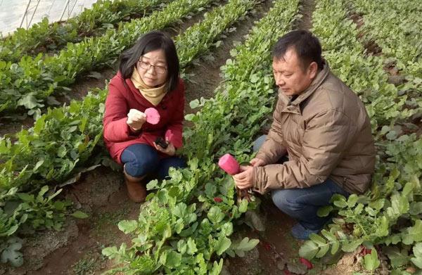 天津都市菜园凤梨萝卜图标