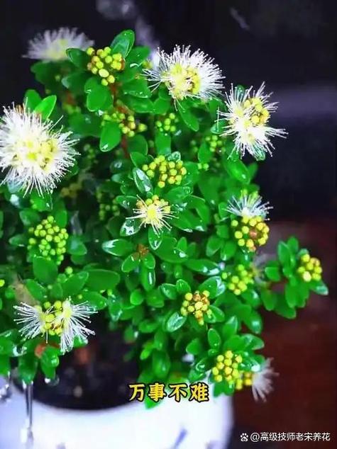 一季繁花是什么意思