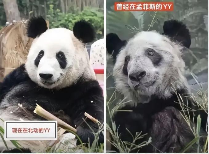 乐乐熊猫图标