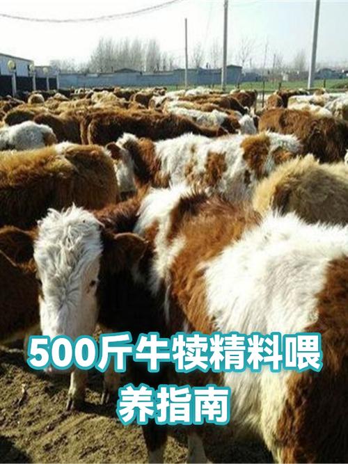 400-500斤牛犊价格图标