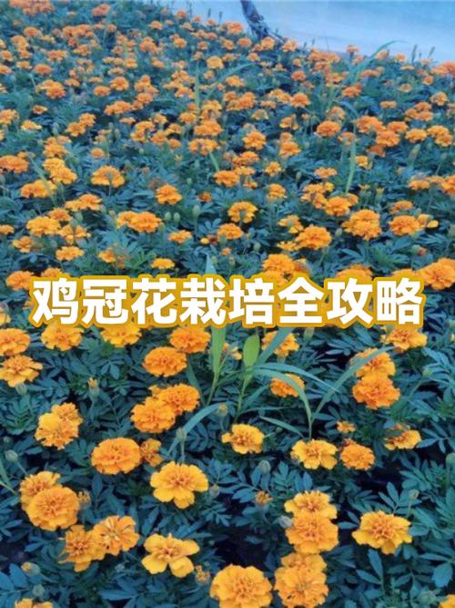 鸡冠花几月份播种图标