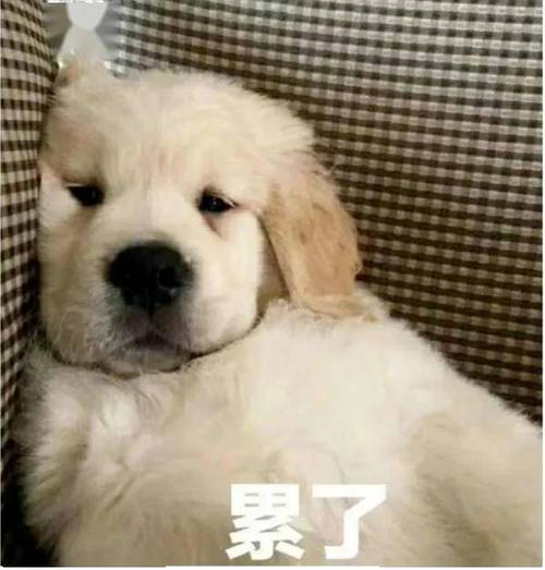 累的图片表情包缩略图