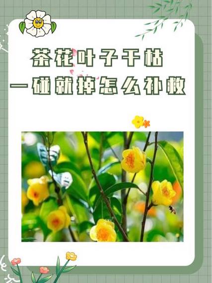 茶花叶子干枯一碰就掉怎么补救截图