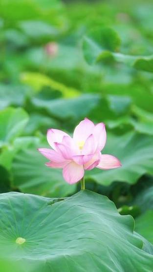 荷花寓意什么意思图标