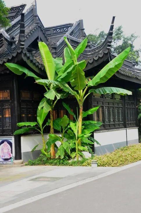 古人庭院里为何种芭蕉树图标