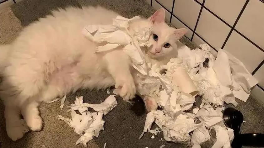小猫刚捡到就死了图标