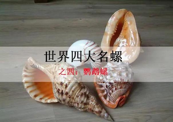 鹦鹉螺壳价值图标