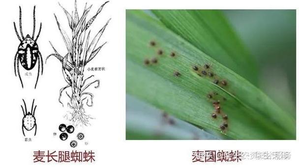 红色的小蜘蛛有没有毒图标