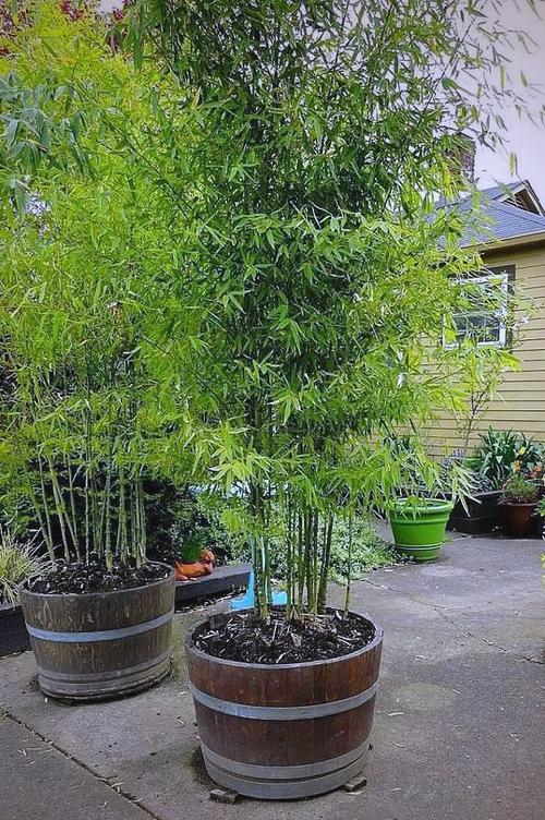 门前栽竹子风水好吗图标