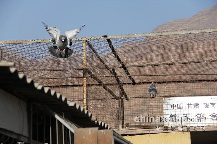 国外赛鸽比赛归巢视频图标