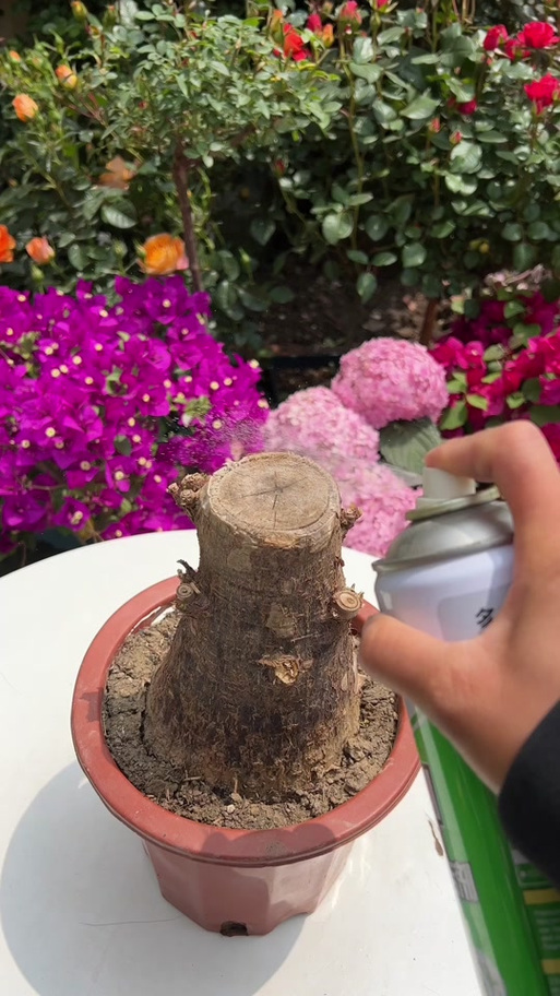 发财树拦腰截断能活吗