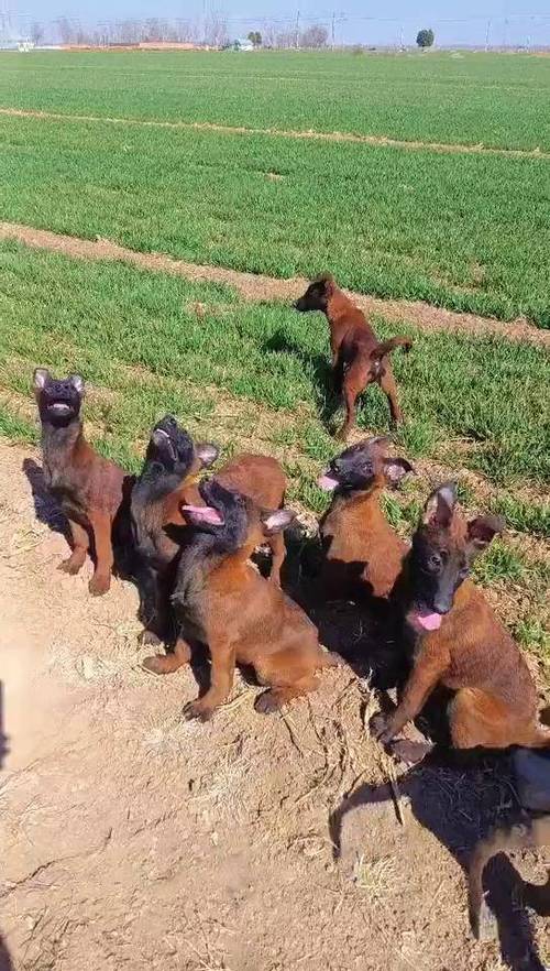 红马犬属于什么档次图标