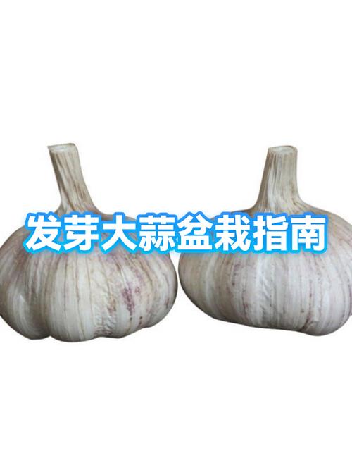 大蒜怎么栽到盆盆里图标
