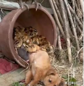 小鸡讨厌主人的表现图标