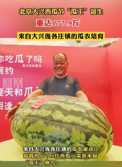 碰个瓜王红包版截图