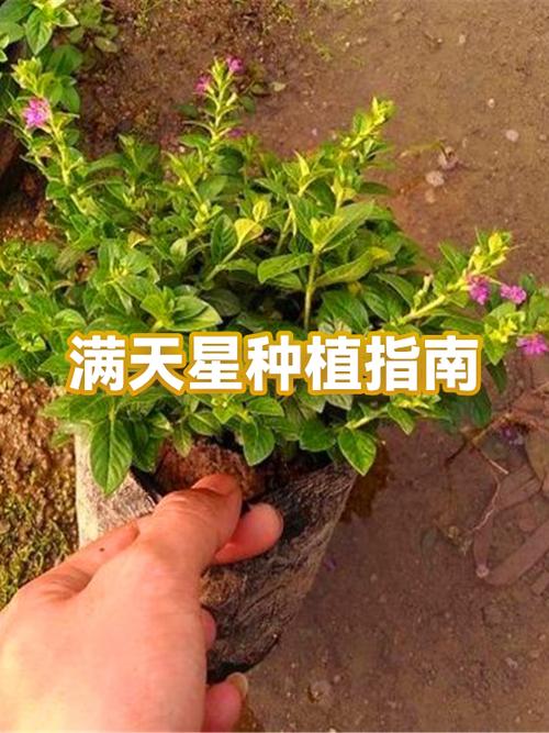 满天星价格多少钱一束图标