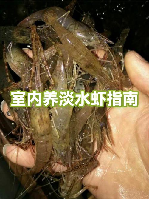 养虾好养吗图标