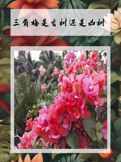 冬日暖阳是吉还是凶图标
