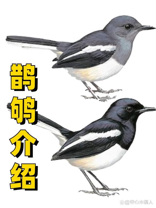 喜鹊儿历史版本截图
