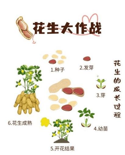 花生从发芽到结果全过程截图