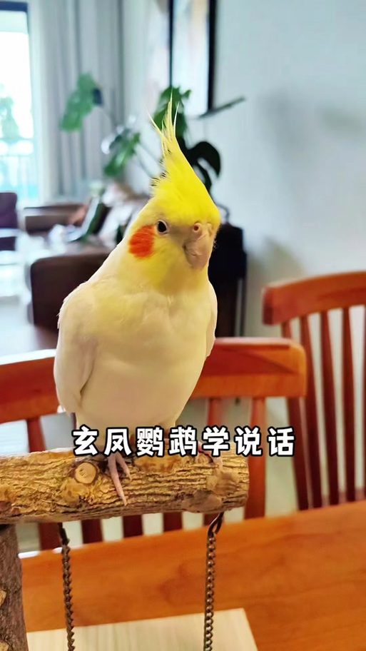 如何让玄凤鹦鹉学会说话图标