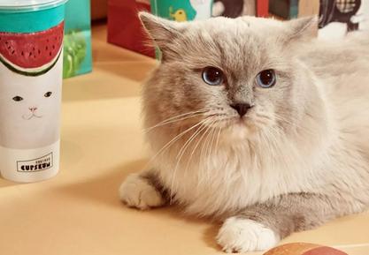 可可猫不还怎么样截图