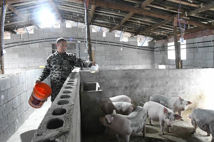 养猪场喂猪视频图标