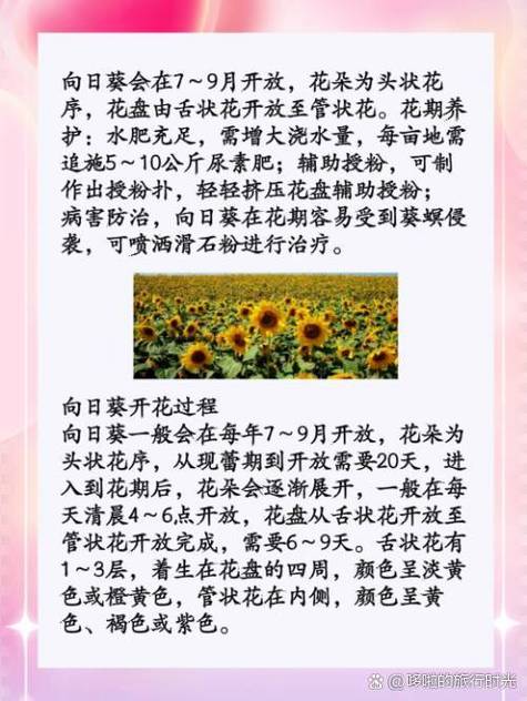 向日葵花的功效与主治图标