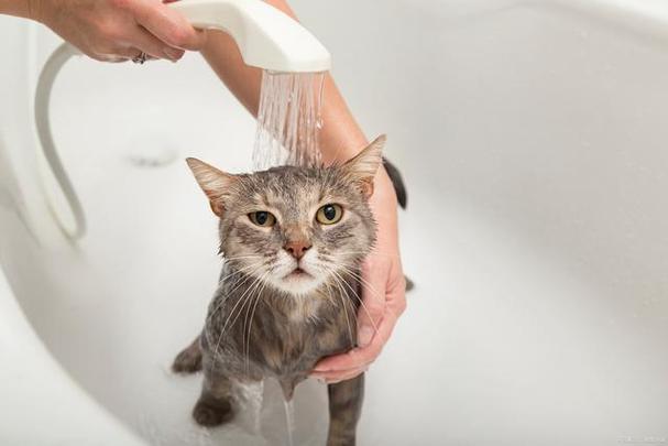 猫洗完澡不认识怎么恢复图标