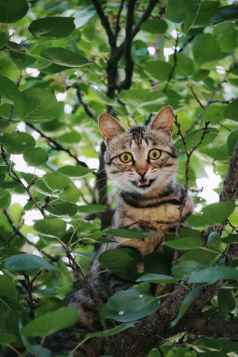 坏猫猫搜索最新版本图标