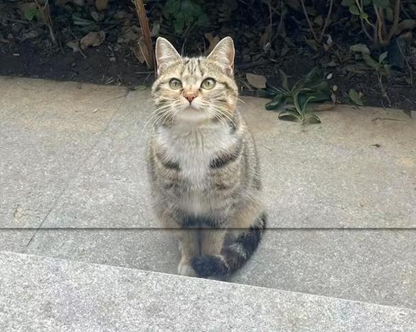 猫看到鬼会保护主人吗图标