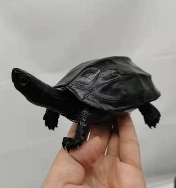 黑乌龟品种照片图标