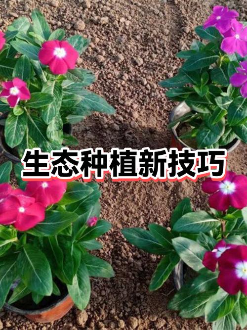 生态种植是什么意思图标